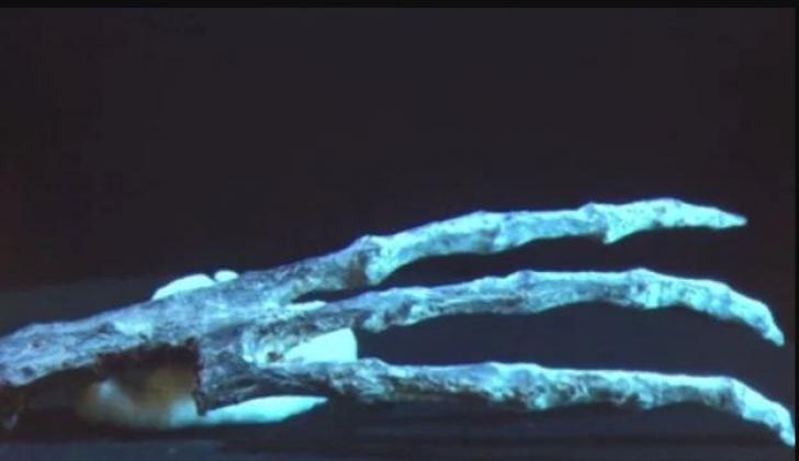 3-fingered Nazca mummies are of extra-terrestrial origin, says Russian ...