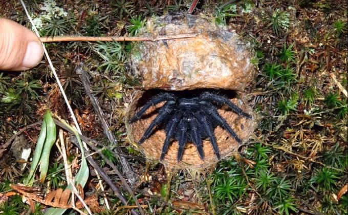 Researchers discover world's oldest spider in Australia