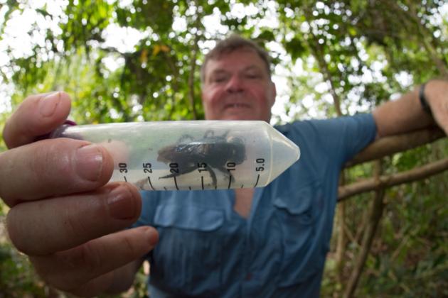 Back from the dead: Scientists rediscover once extinct bee in Indonesia