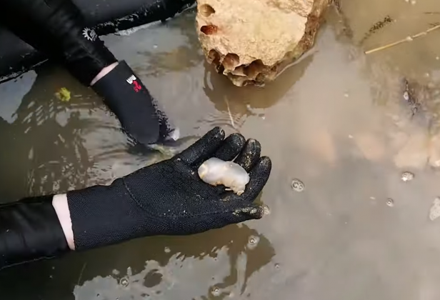 This creature eats rocks and poops out sands; What happens when it eats ...