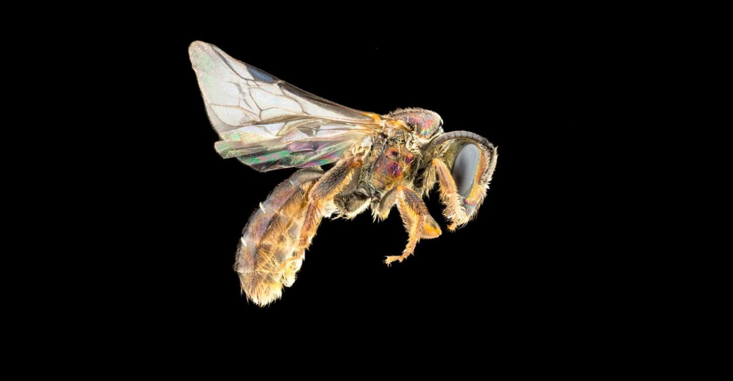 Colourful new bee species in Fiji show signs of climate change effect ...