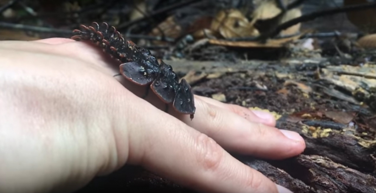 Trilobite beetle spotted in Singapore: Know all about this rare insect ...