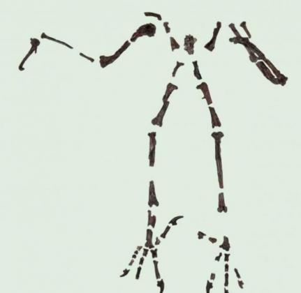 55-Million-Year-Old Ancient Owl Fossil Sheds Light on Unique Hunting Feet