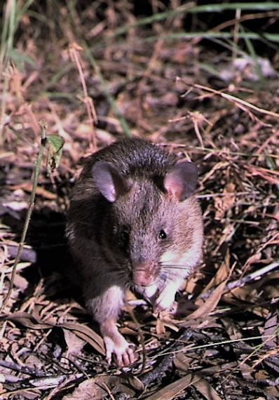 Giant Rat Wins Award for Animal Heroism for Seeking Out Landmines In ...
