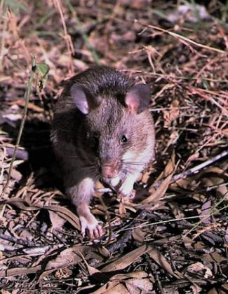 Giant Rat Wins Award for Animal Heroism for Seeking Out Landmines In ...