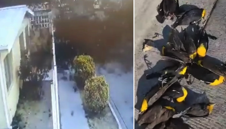 Flock of Birds Drop Dead from the Sky in Mexico in Viral Video: How Did ...