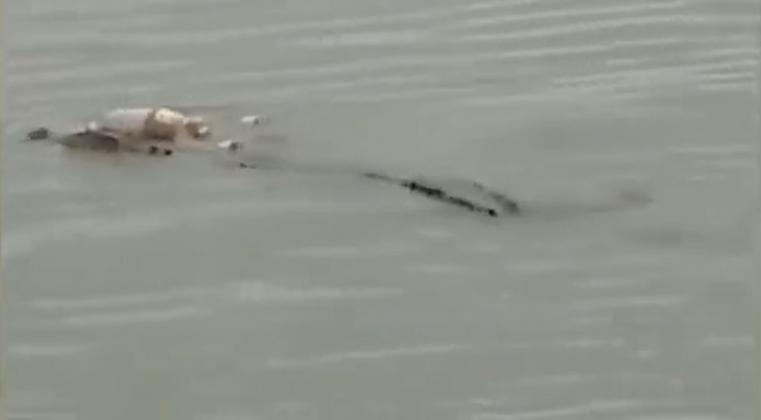 Harrowing Video Captures Moment Giant Crocodile Carries Body of 4-Year ...