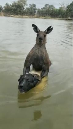 Incredible Moment Australian Martial Artist Punches 7-Foot Kangaroo ...