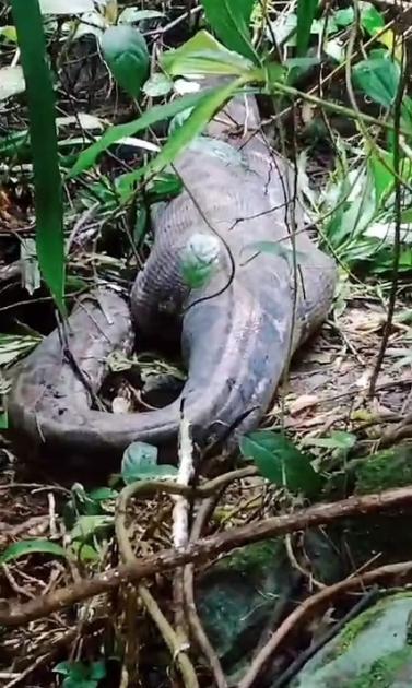 Giant Python Eats Woman Alive in Indonesia After She Went Missing as ...