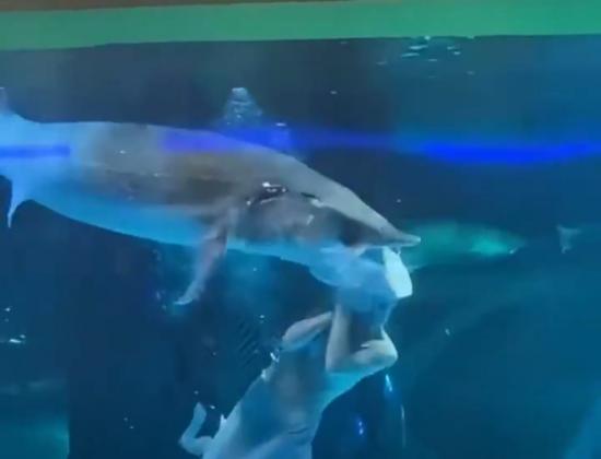 Horrific Fish Attack on Mermaid Performer in Chinese Aquarium Leaves ...