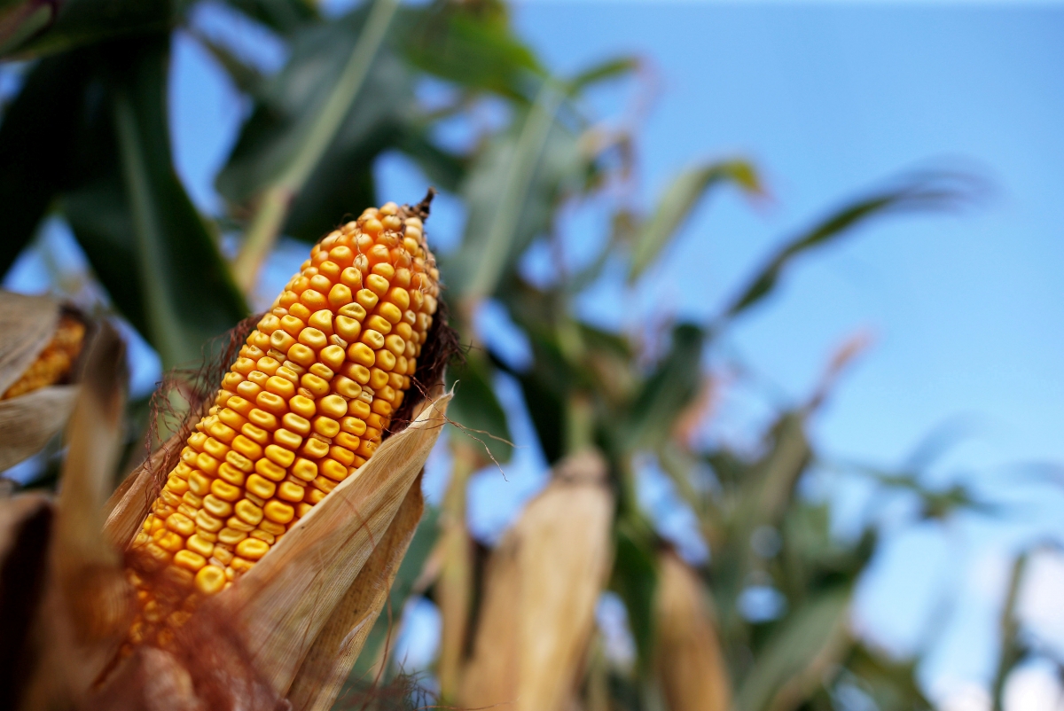 Indonesia: Jokowi restricts corn import to 1m ton to encourage local ...