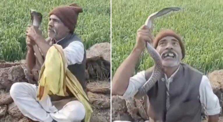 Indian Man Brags About Catching Cobra, Dies After Being Bitten Thrice ...