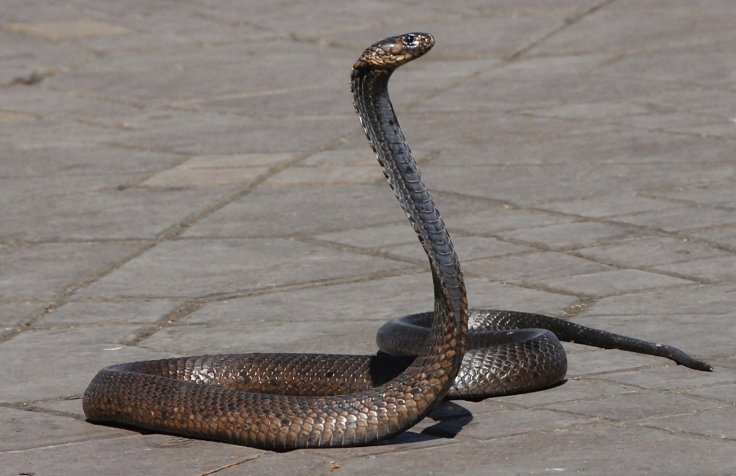 German Tourist Dies After Cobra Slid into His Trousers, Bit Hi...