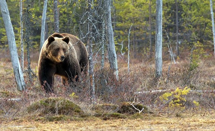 Hiker Mauled to Death by Mother Bear in Bulgaria Tried To Fight Back ...