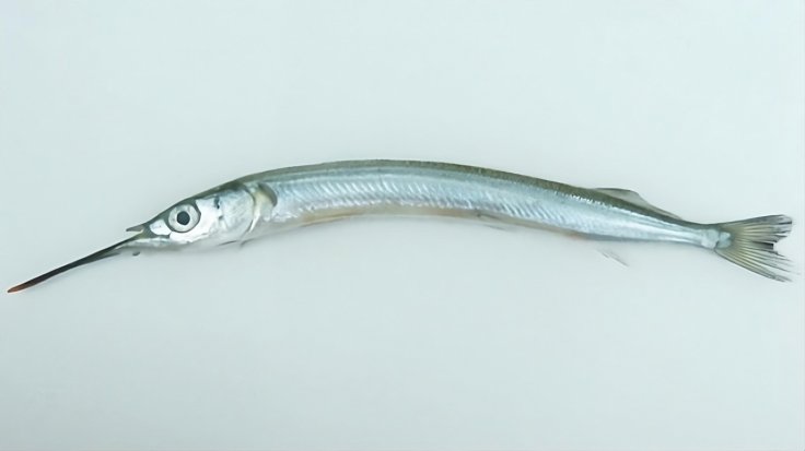 Surfer's Heart Stops After Needlefish Spears His Chest in Frea...