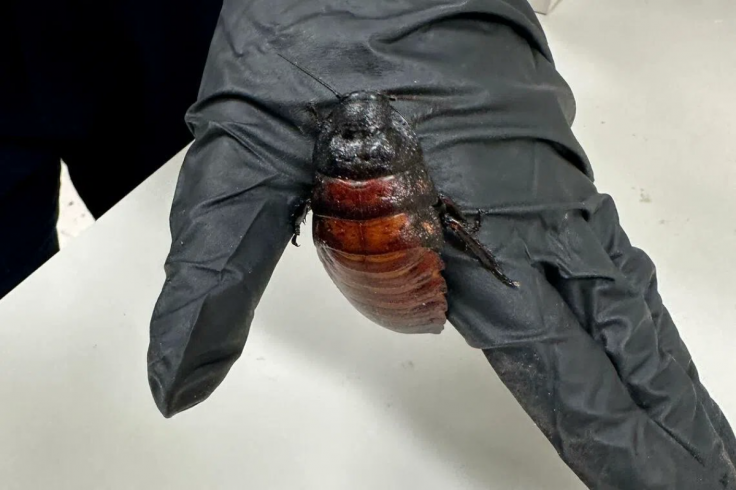 Australia Confiscates 100,000 Exotic Cockroaches Worth $142,000 in ...