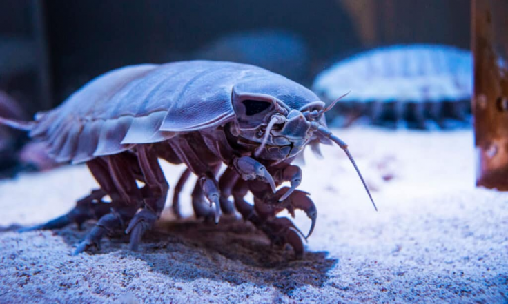 Giant Deep-Sea Isopods May Owe Their Survival to a Gene Stolen From ...