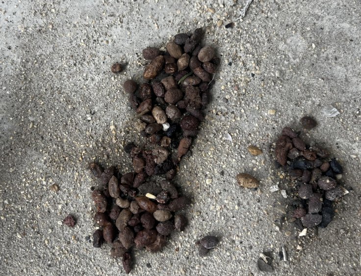Ancient Squirrel Poop Preserved for 700,000 Years Reveals Wool...