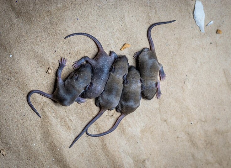 What Is Leptospirosis? Rat-Borne Disease Linked to Death and H...