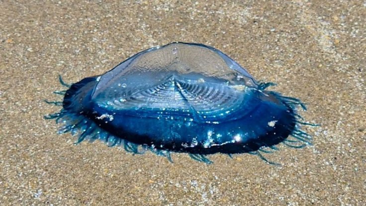 Mysterious Blue Sea Creatures Blanket Welsh Beaches in Rare Si...