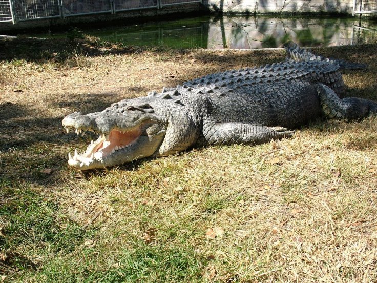 Tourist Dragged to Death by Crocodile in Mexico Beach Horror a...