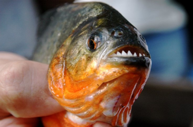 Pennsylvania Piranha Catch How Did A 2 Pound Piranha End Up I 9783